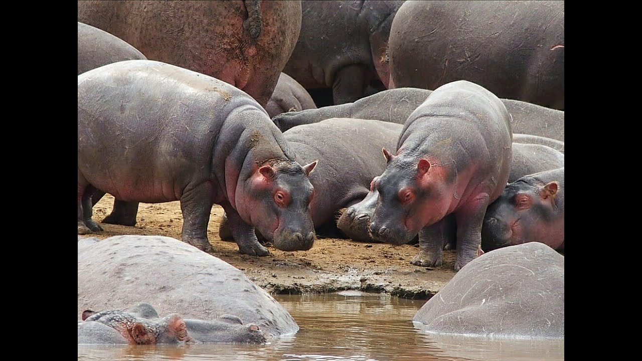 Beautiful Hippo Family with Natural Sound - YouTube