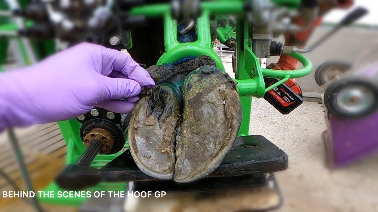 3 FARM TOUR & 1 PUS FILLED ABSCESS - YouTube