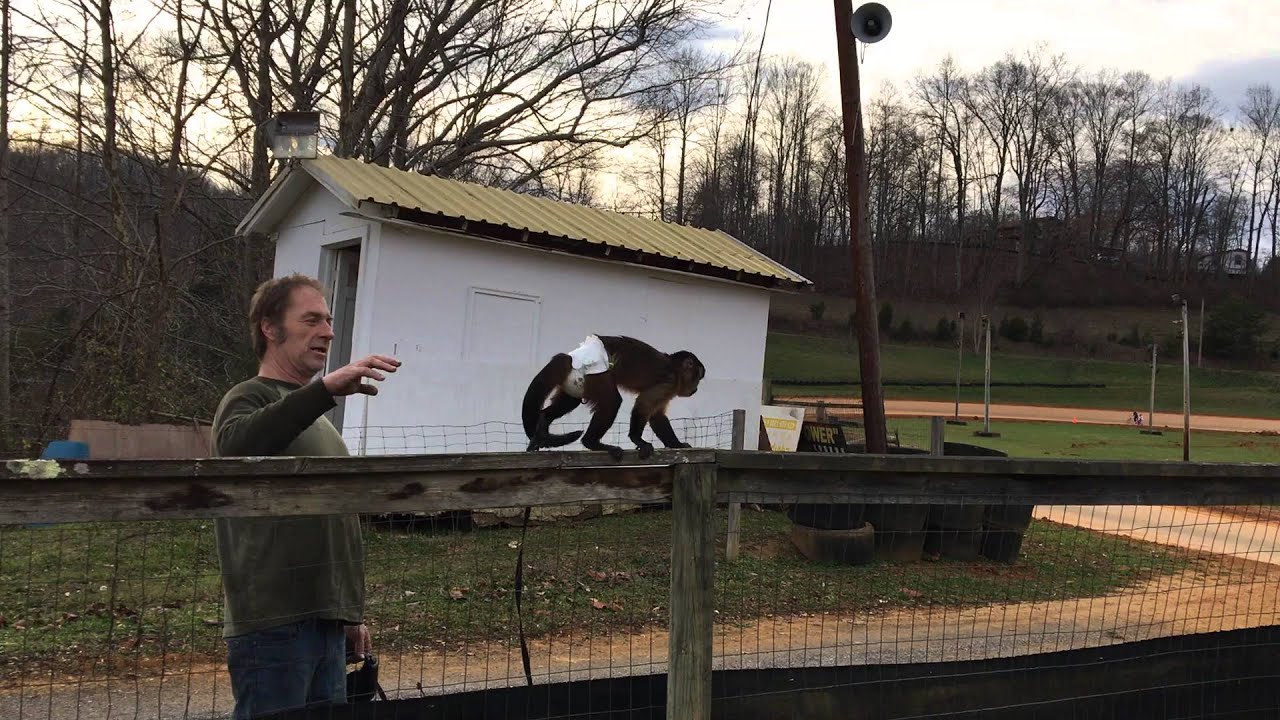 monkey willie - YouTube