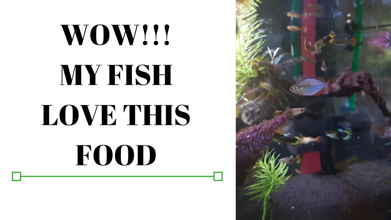 Great, And Cheap Tropical Fish Food - YouTube