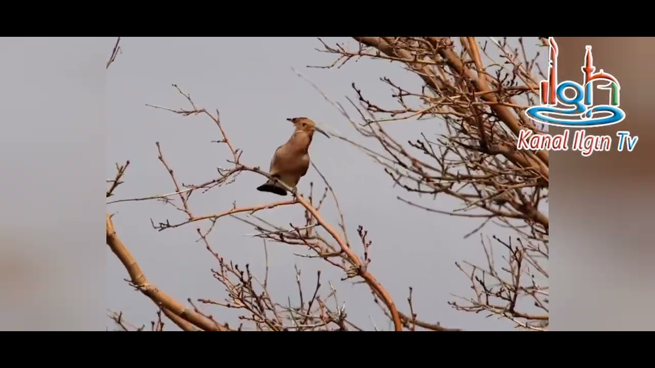 Kuş Cenneti Konya Ilgın#kuş cenneti#dua#dubai#konya##birds#bird#ronaldo ...
