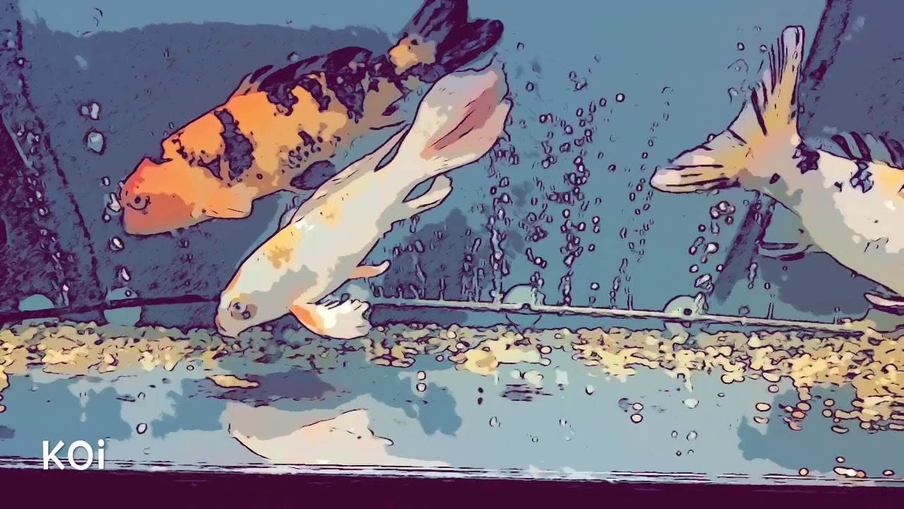 Comic koi - YouTube