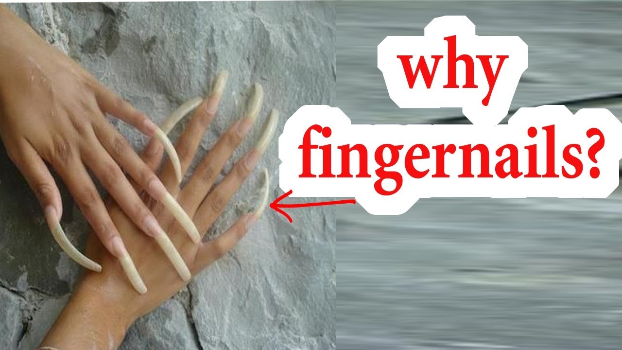 Why Do Humans Have Fingernails ? - YouTube