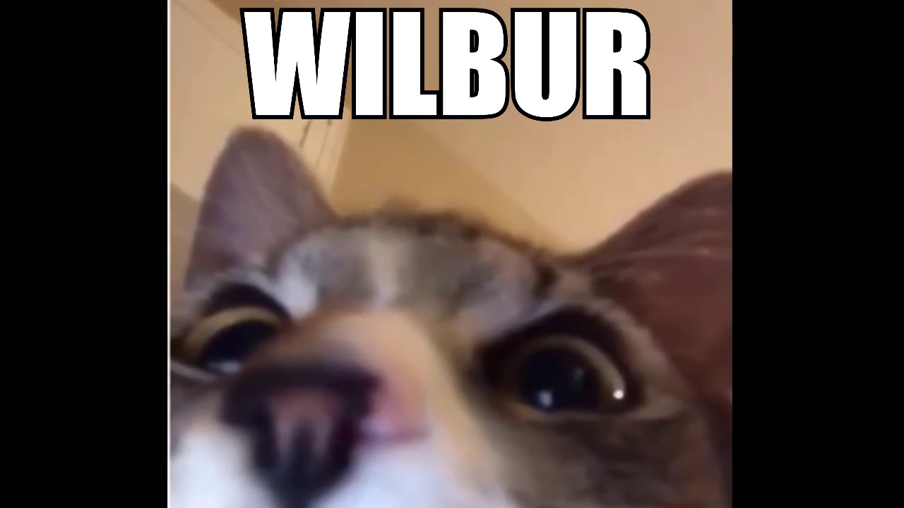 Wilbur the cat - YouTube