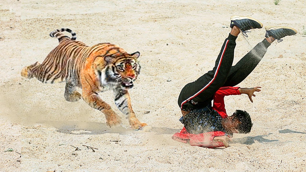 Tiger Attack Man in Jungle | Biggest Blockbuster Tiger Fight Scene ...