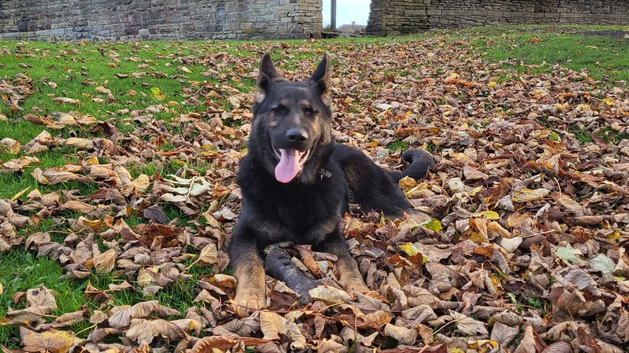 Take a walk with me and Max the German Shepherd - YouTube