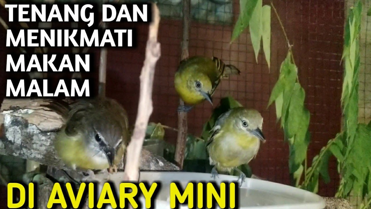 KEBERANIAN BURUNG SIRTU DAN CIKRAK BAMBU di AVIARY MINI - YouTube