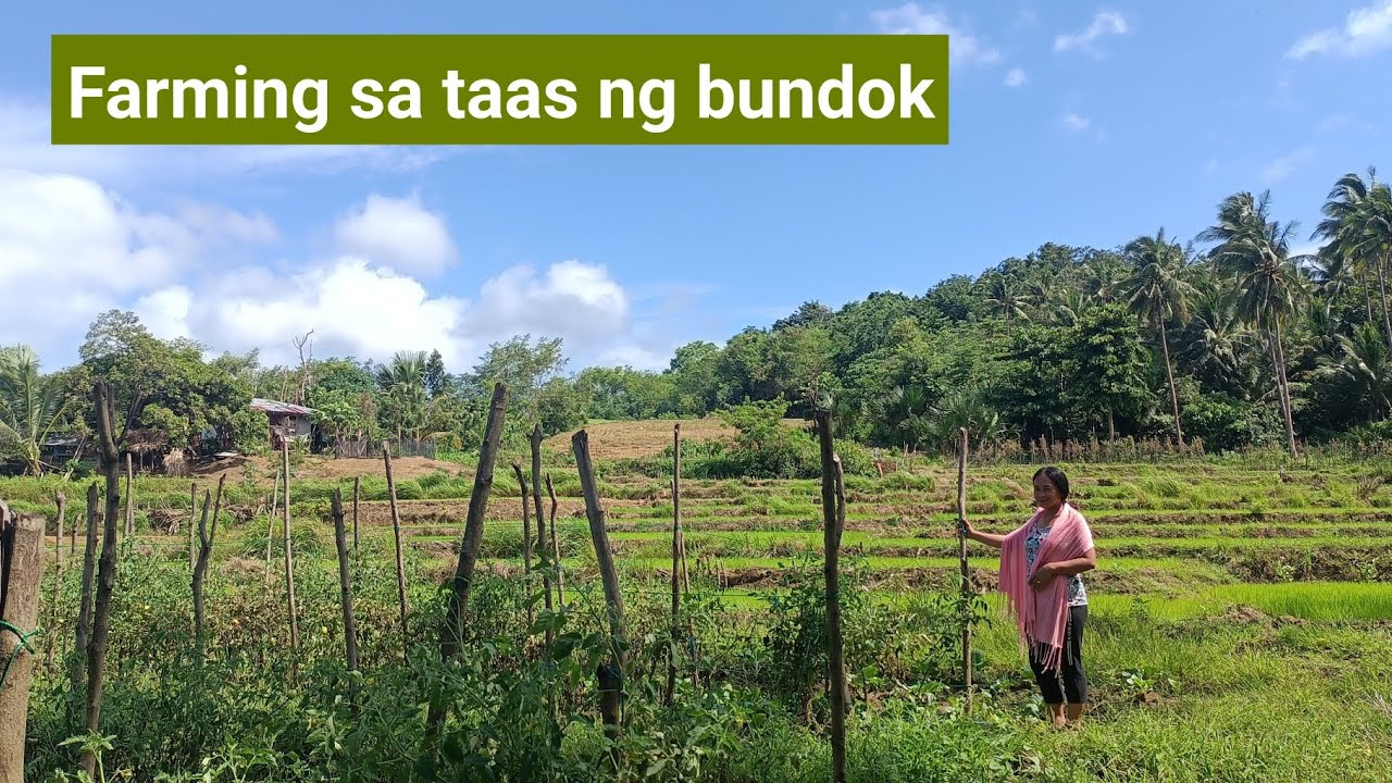 Farming sa taas ng bundok ng Bulalacao, Oriental Mindoro. August 16 ...