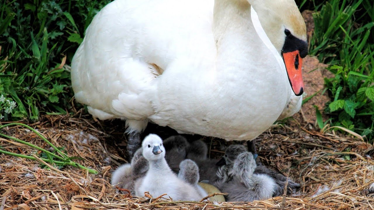Swan 🦢 Hatching Eggs | Swan couple Raising chicks | Swan Family - YouTube