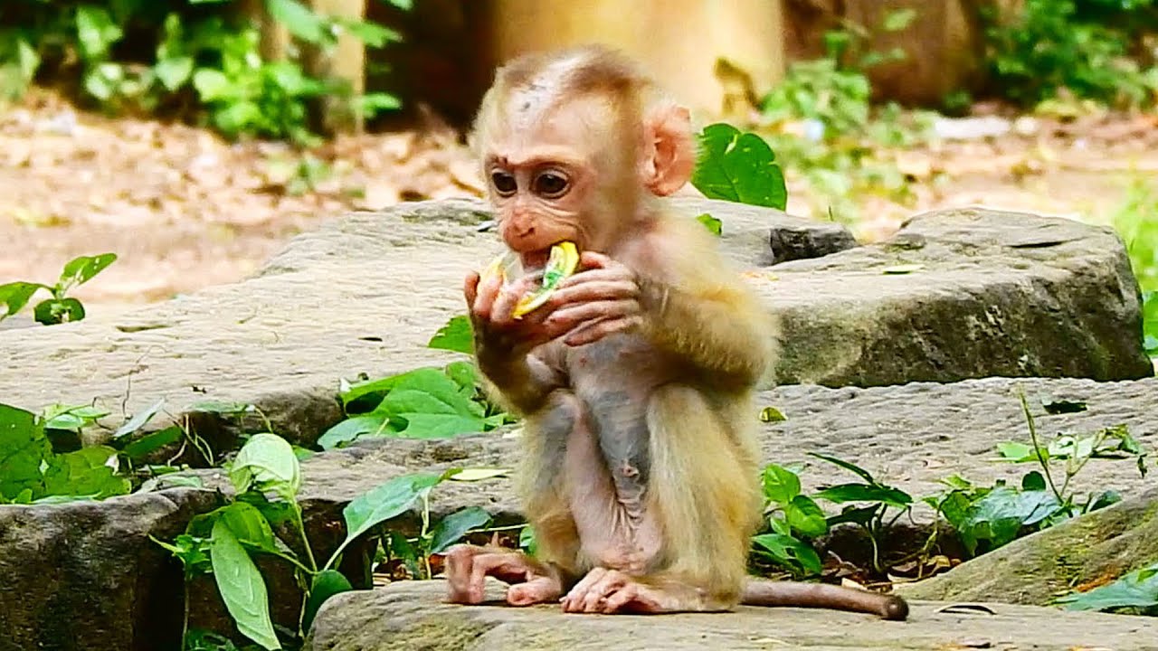 Wow ! Cute baby monkey Lucie playing with Dawn monkey and Rainbow very ...