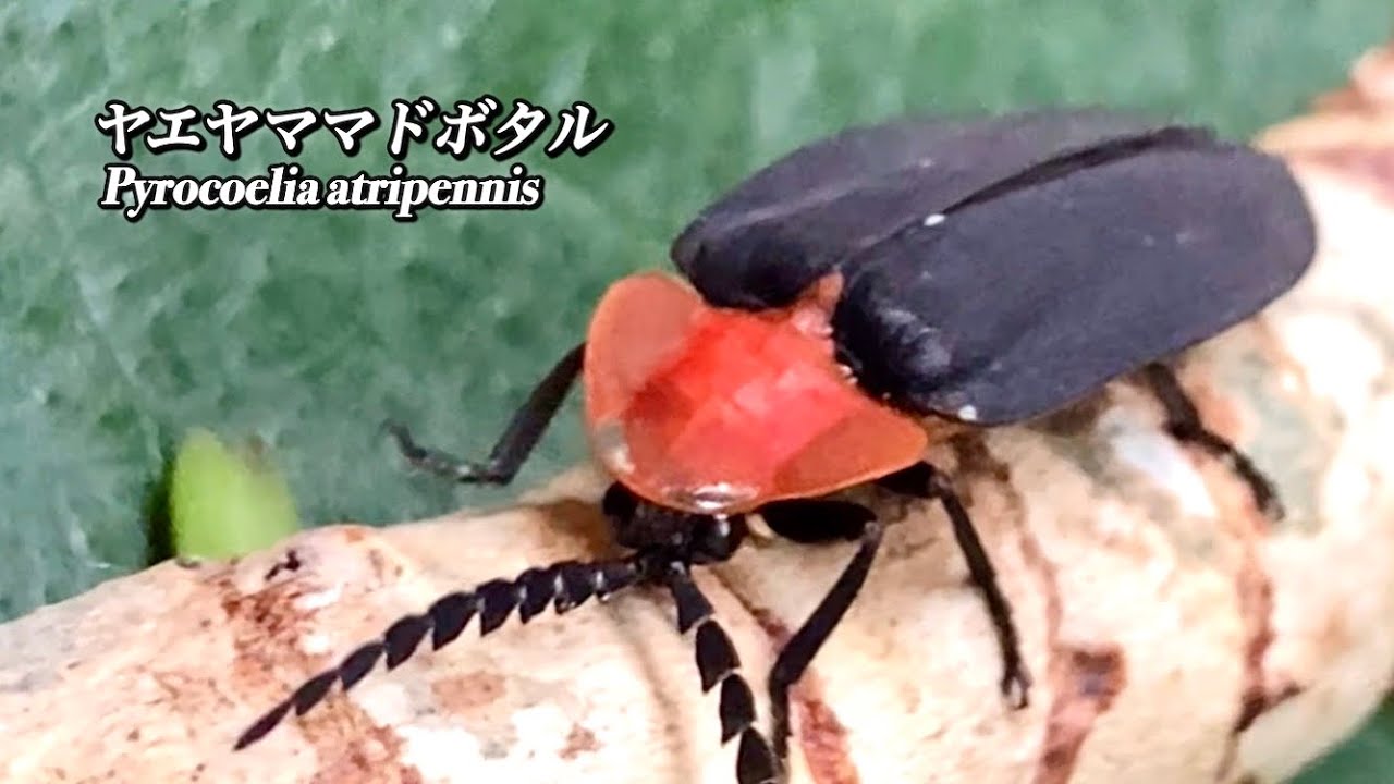 沖縄のホタル ヤエヤママドボタル 知名度は低いけど大きさはゲンジボタル並み Pyrocoelia atripennis Fireflies ...