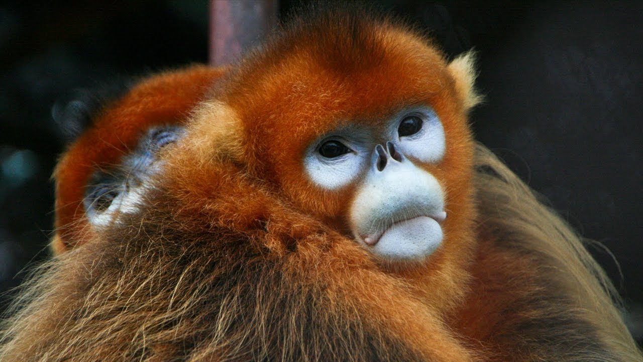 Cute Golden Snub-Nosed Monkey Eating Berries Funny sound that will make ...