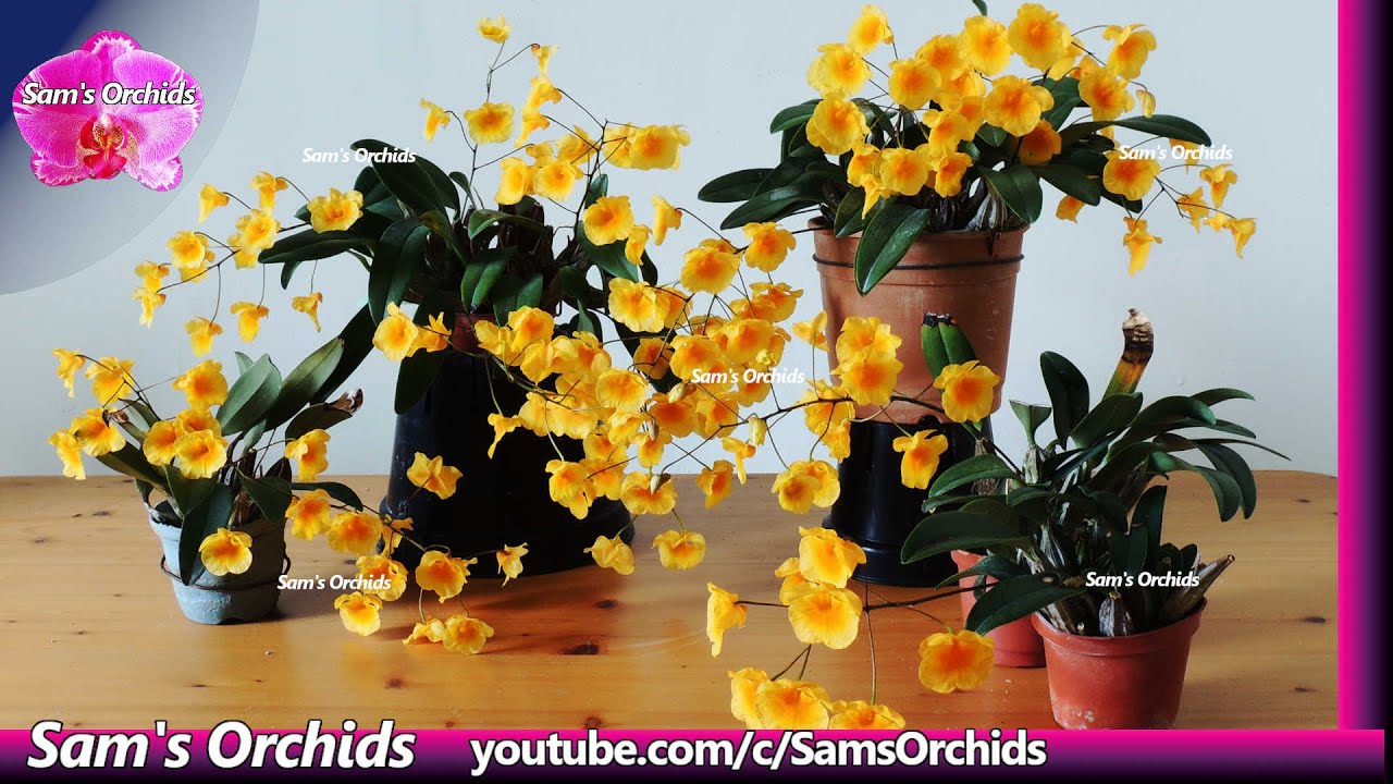 Dendrobium lindleyi (Den. aggregatum), Lindley's Dendrobium orchid ...