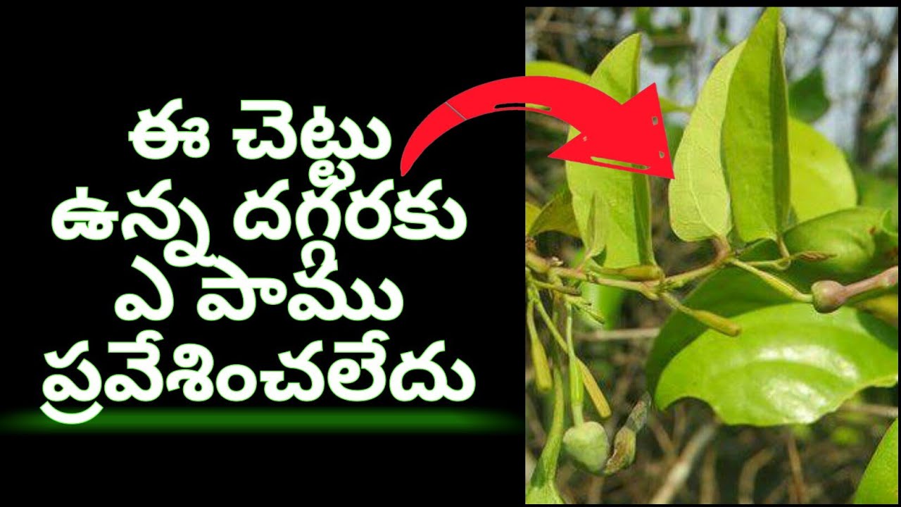 nalla eshwari teega uses నల్లఈశ్వరి తీగ ఉపయోగాలు nalla eshwari chettu ...