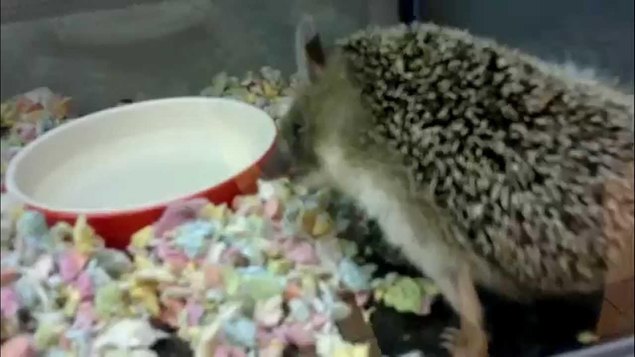Ушастый ежик спиночес)) - YouTube