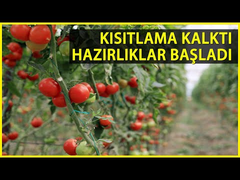 Rusya'nın Domates ve Biber İthalatına Kısıtlamayı Kaldırması Antalyalı Üreticiyi Sevindirdi