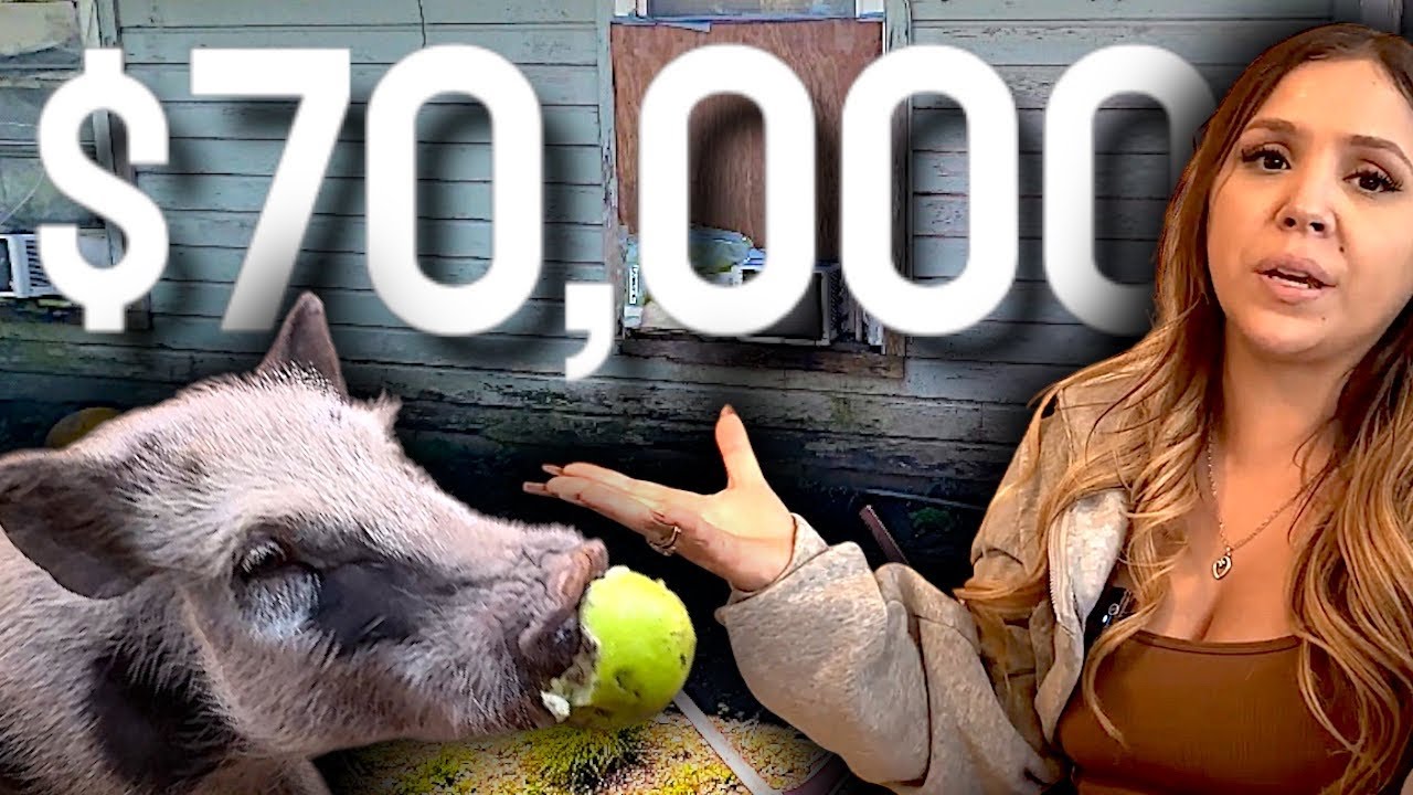 FREE PIG! LOL - YouTube