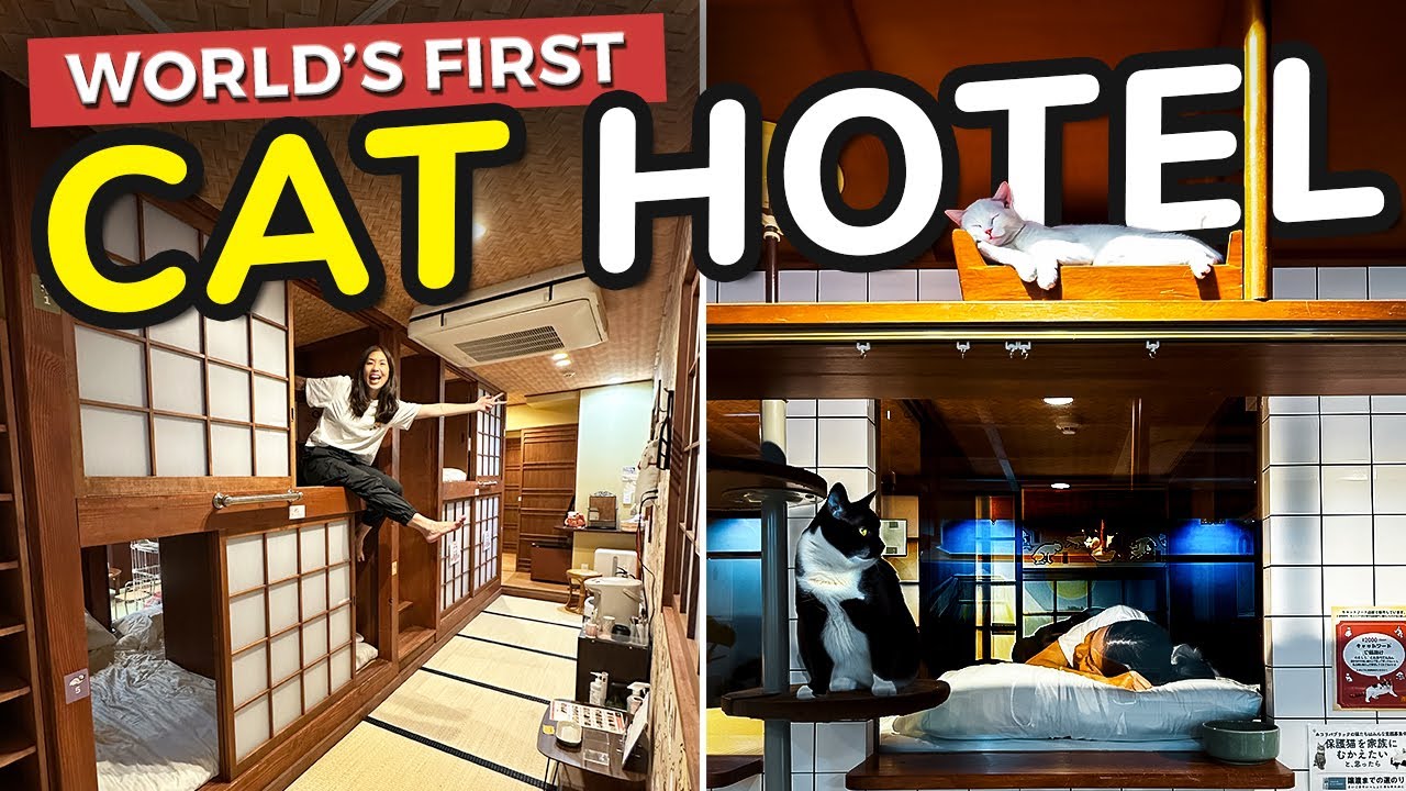 World's FIRST Cat Capsule Hotel in Japan 😸🇯🇵 Sleep while watching cats! - YouTube