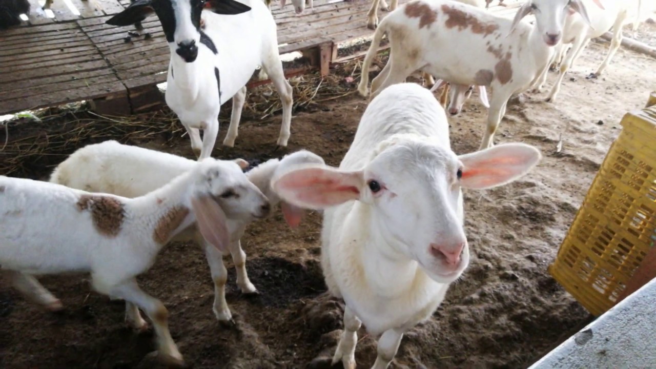 แกะซานต้าลูกผสม สวยๆ กับการเริ่มต้นเลี้ยง (Santa ines Sheep) EP. 1 ...