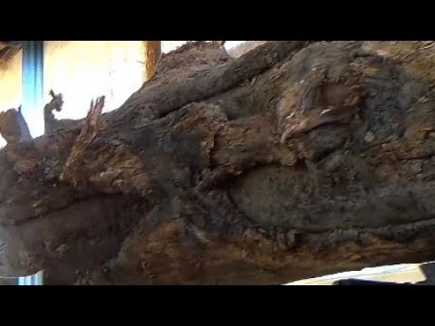 ağaç işleme|bu, 2021'de gelecek vadeden bir iş|kereste fabrikaları