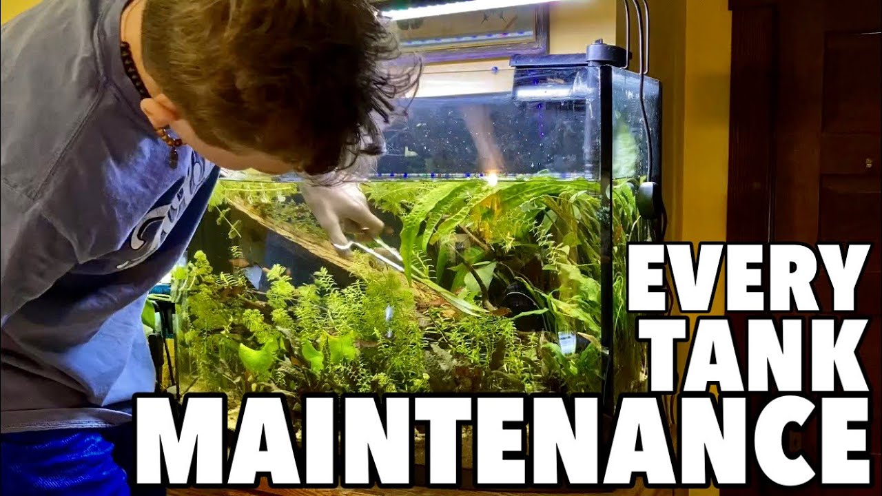 How I Maintain Every Aquarium! My Weekly Routine - YouTube