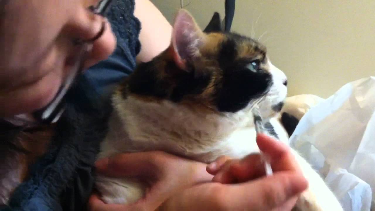 cat taking medicine - YouTube