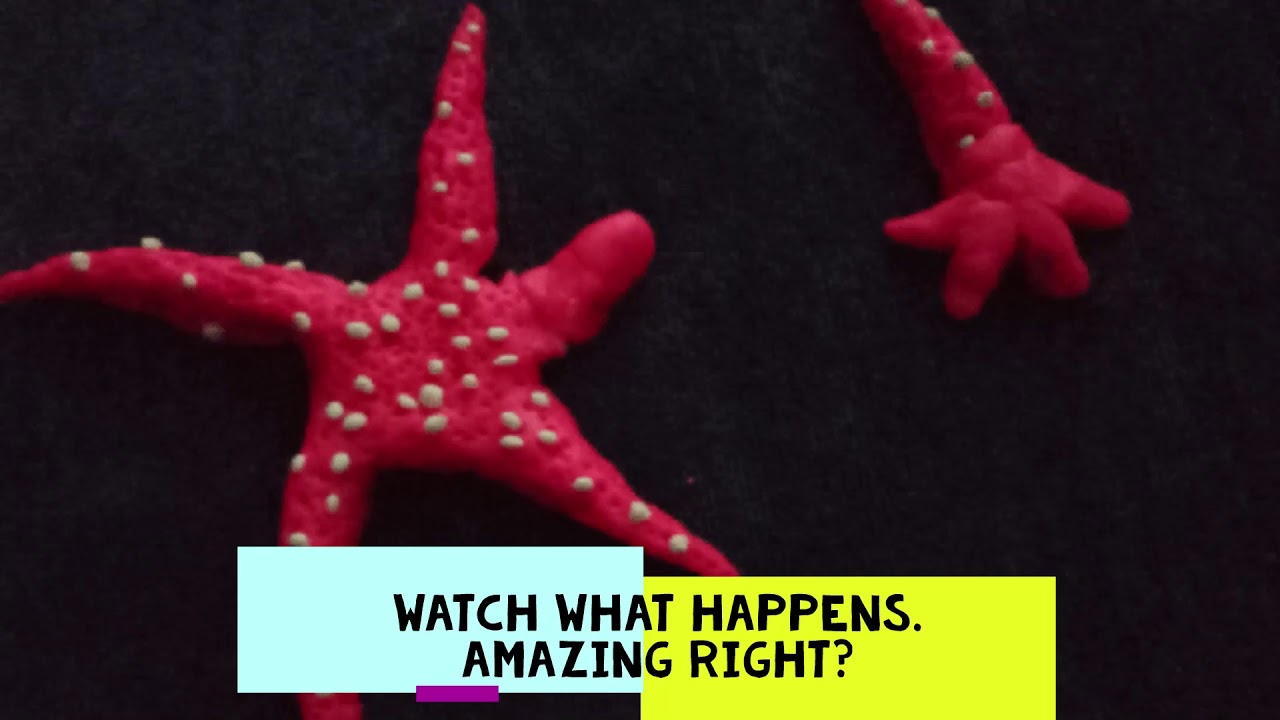 Fragmentation of a Starfish - YouTube