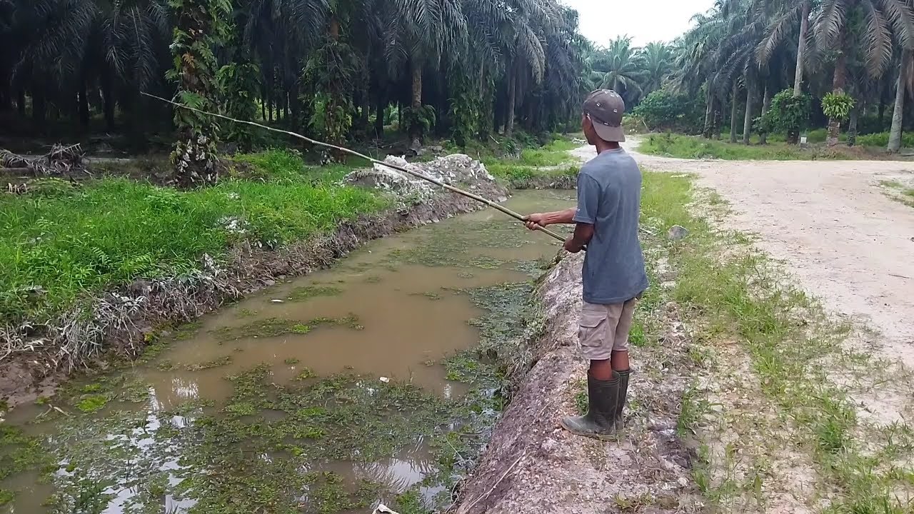 Edannnnn joran getek ku remuk di hajar gabus - YouTube