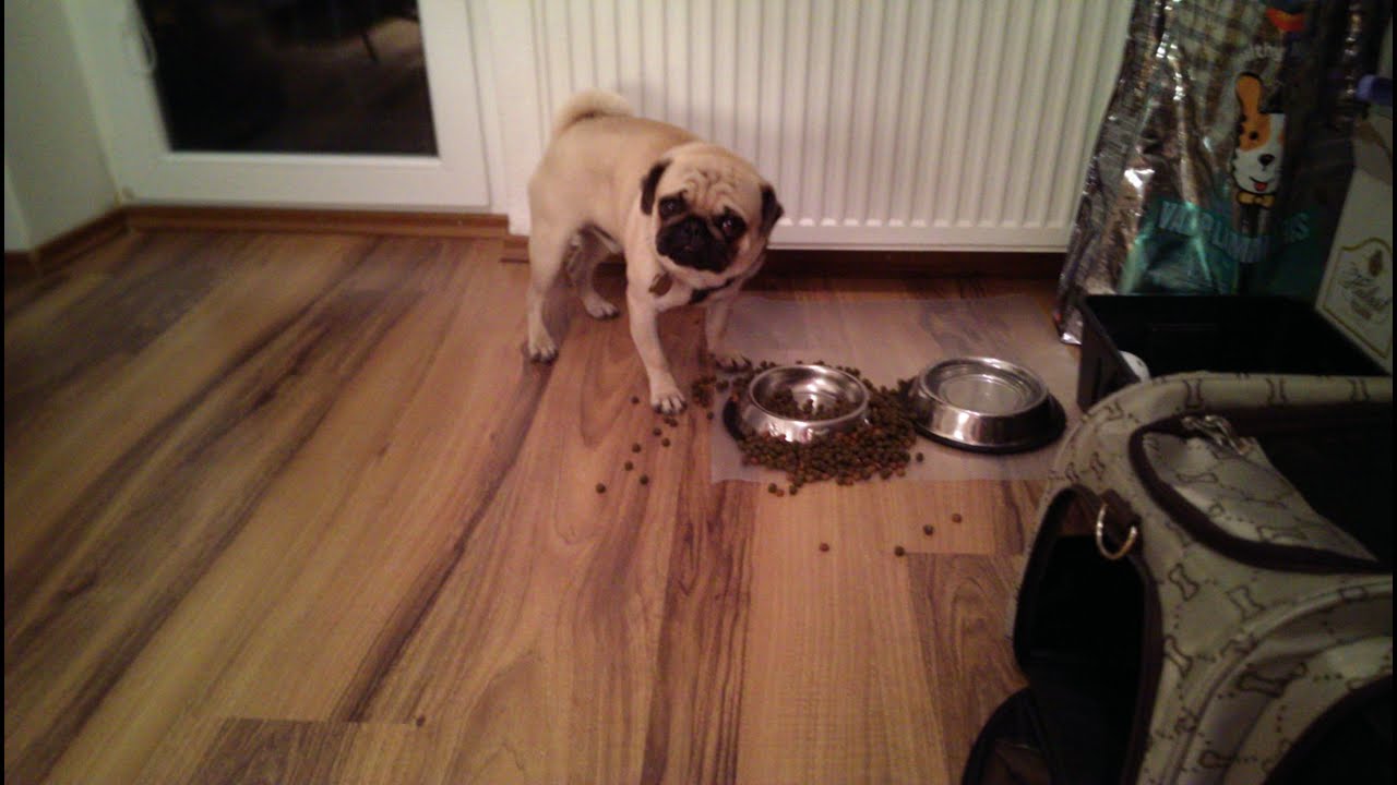 Pugs life, funny sounds compilation - YouTube