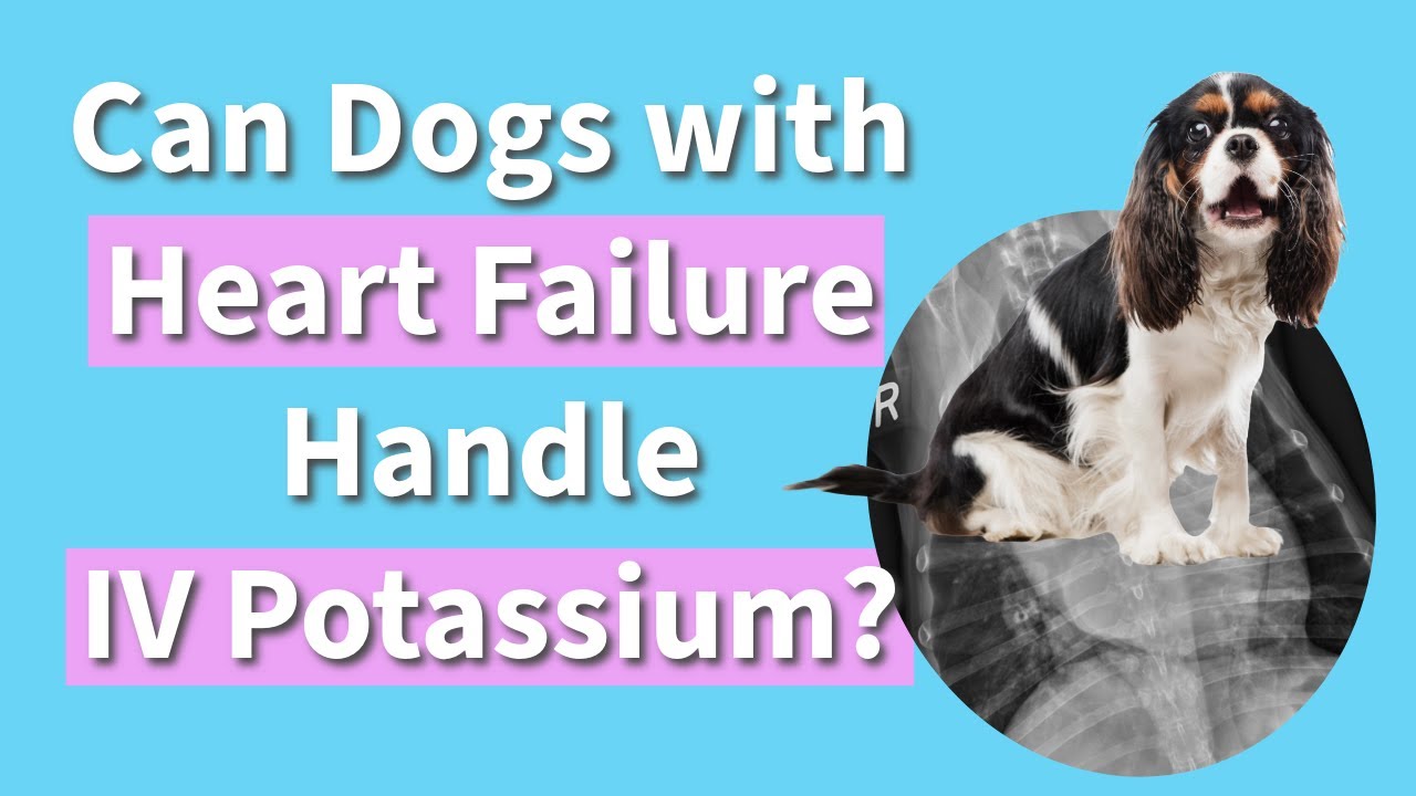 How to supplement intravenous potassium in pets with congestive heart ...