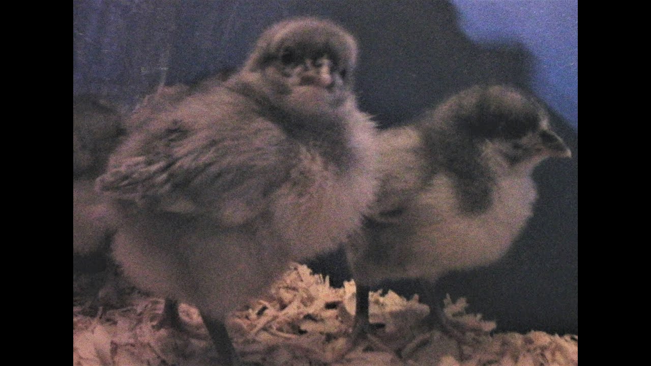 We Have Chicks - YouTube