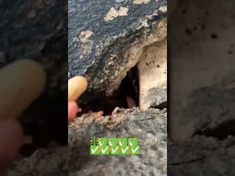 Squishy is back to fill the cheeks #shorts #chipmunks #cute #squishy