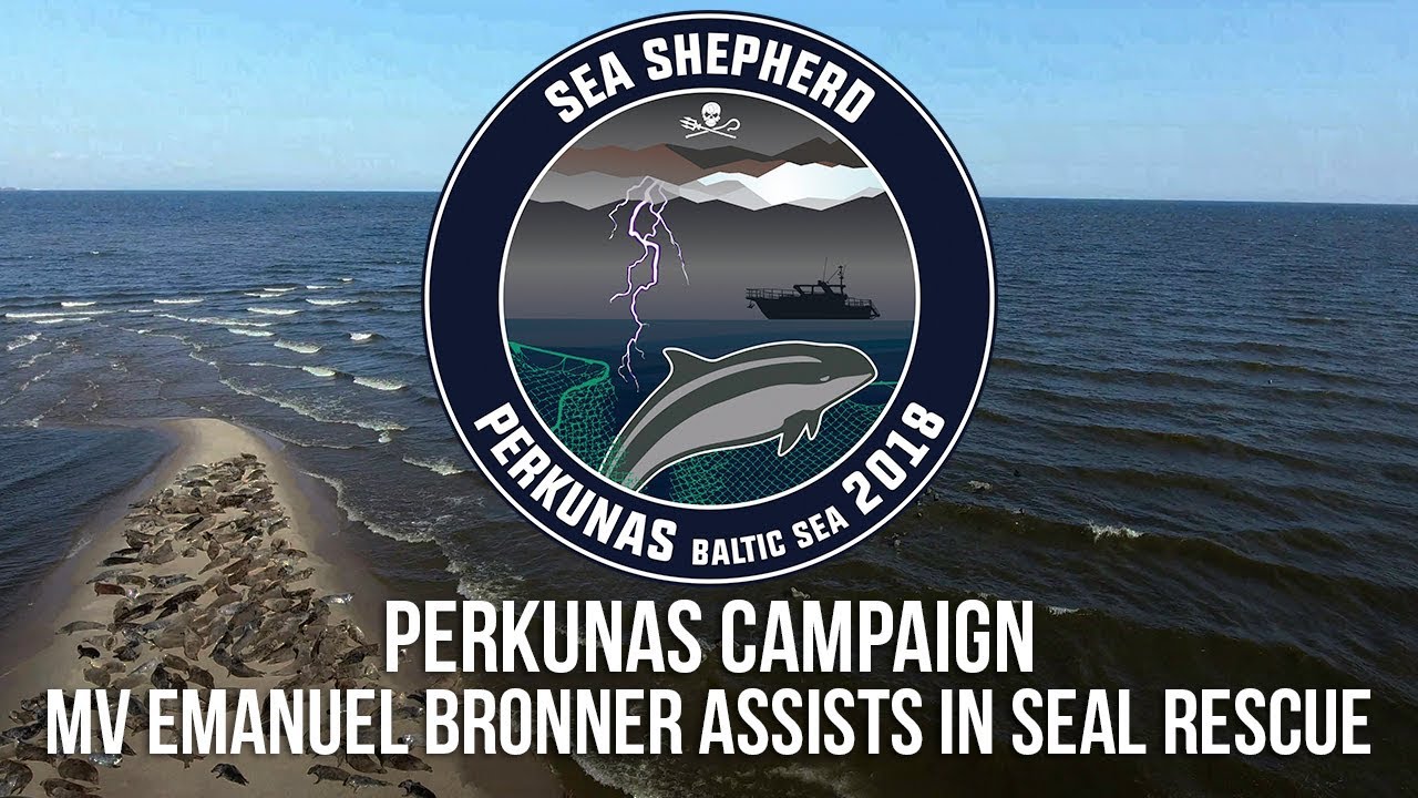 Sea Shepherd Assists in Seal Rescue - YouTube