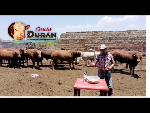 Así puedes preparar el zilmax o zilpaterol para tú engorda - YouTube