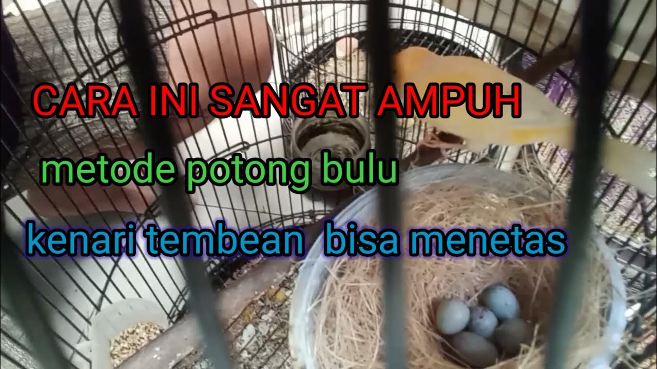 telur kenari pemula agar tidak gagal menetas - YouTube