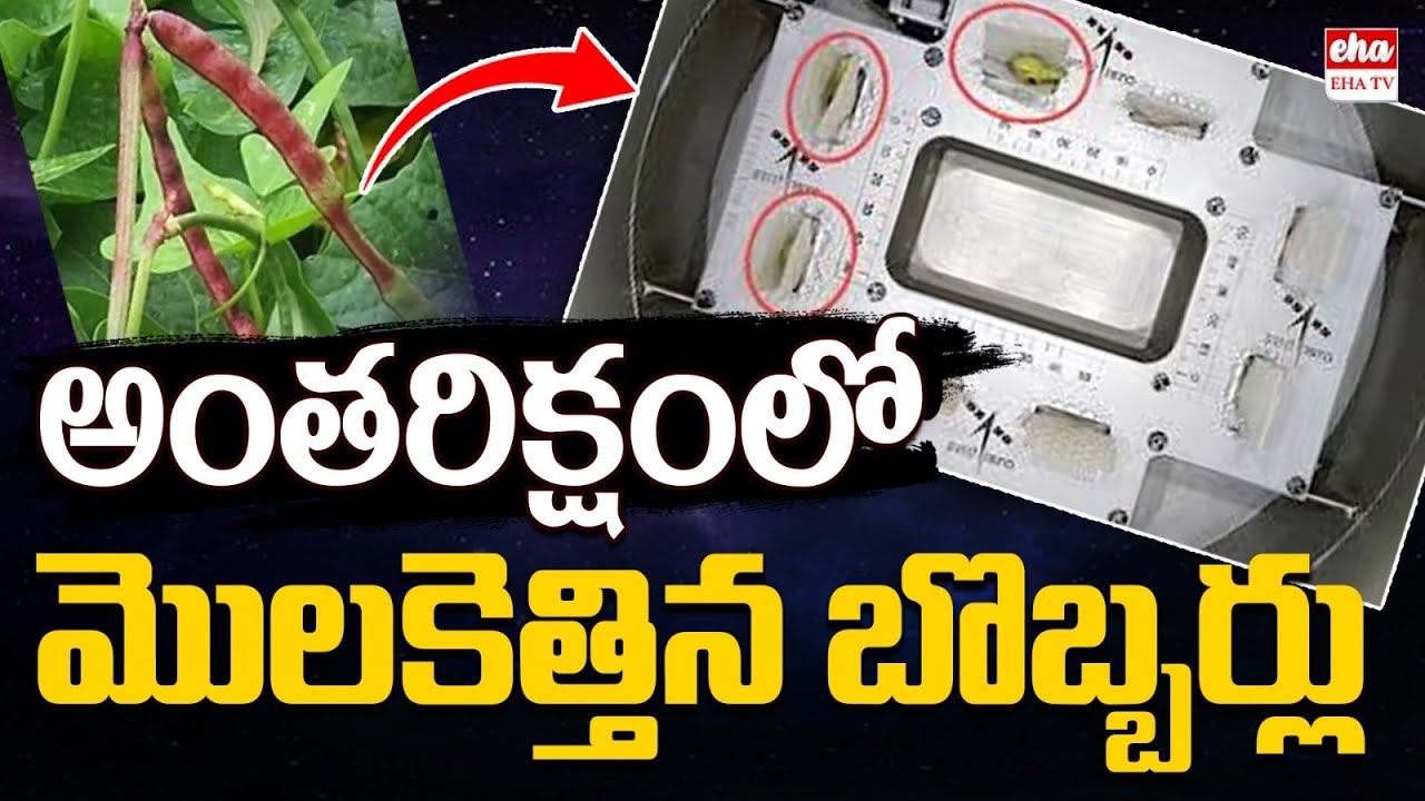 Isro grows crops in space, cowpea seeds sprout in just four days | EHA ...