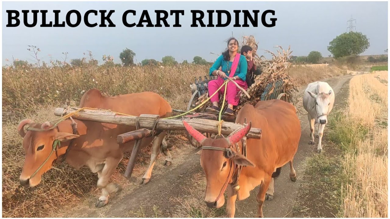 Heavy Bullock Cart Riding... Village real life vlog 🤩 - YouTube