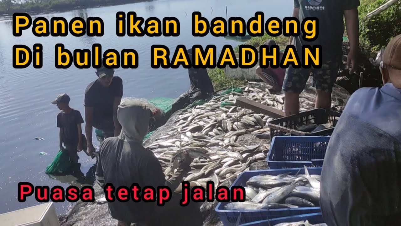 PANEN IKAN BANDENG DI BULAN RAMADHAN - YouTube