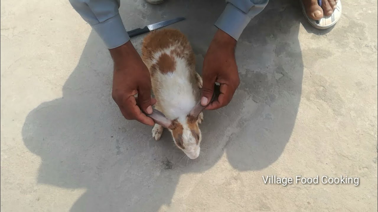 Rabbit Ka gosht recipe | how to cook Rabbit | Rabbit Curry prepared ...