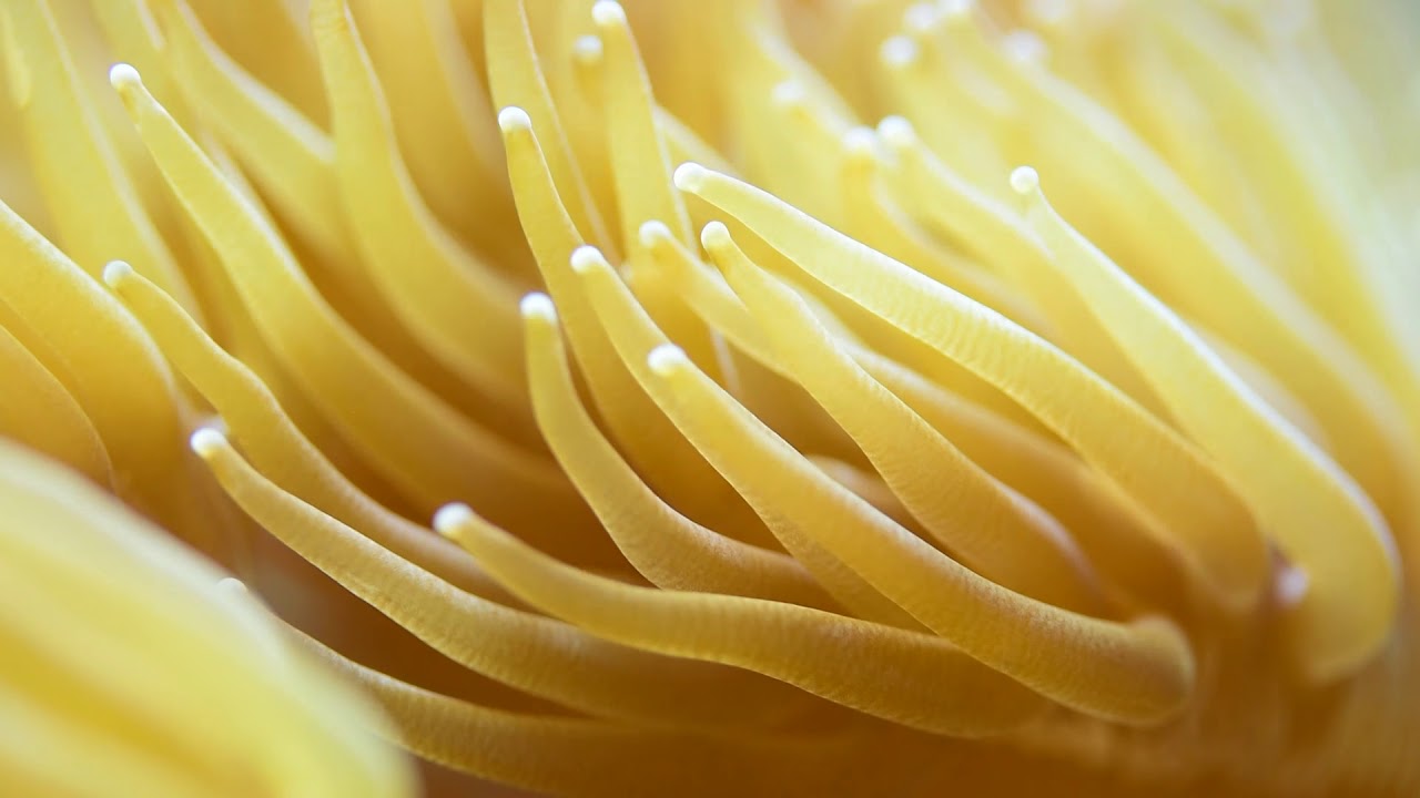 ZSL London Zoo BUGS - YouTube