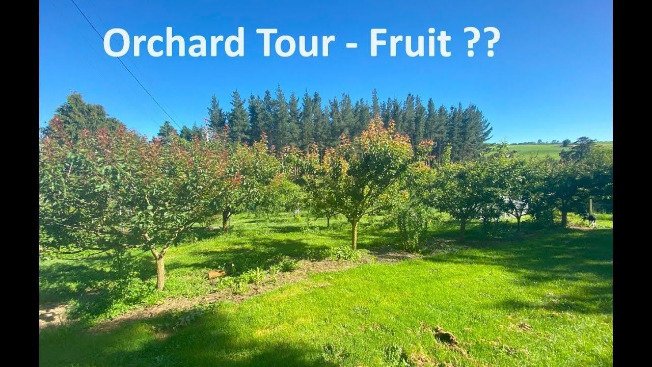 An orchard tour in New Zealand - YouTube