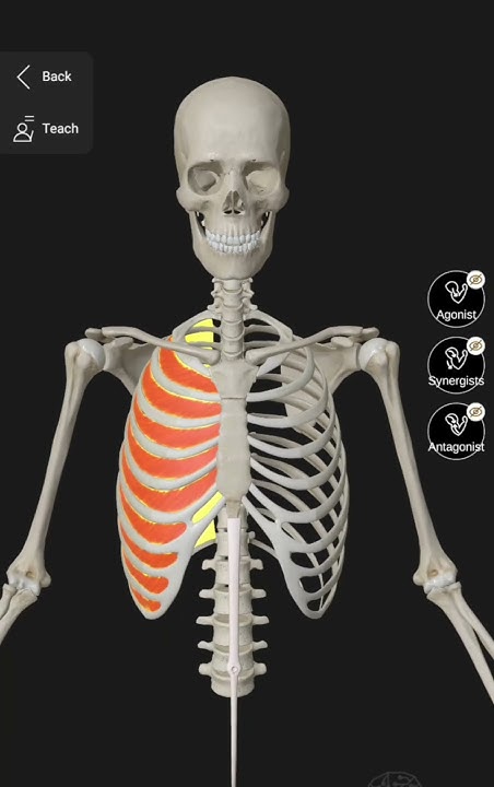 Expiratory Movement Internal Intercostal Muscle Youtube