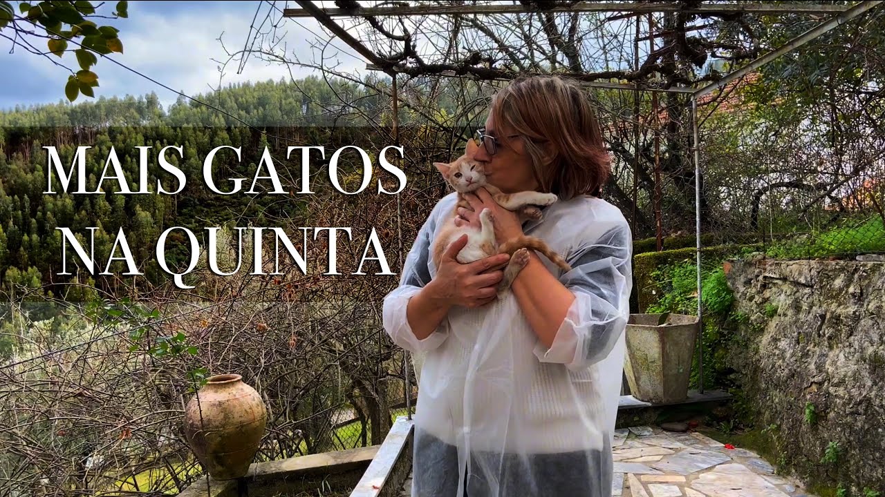 Mais gatos na quinta? Limpámos o sotão para criar mais um espaço dos ...