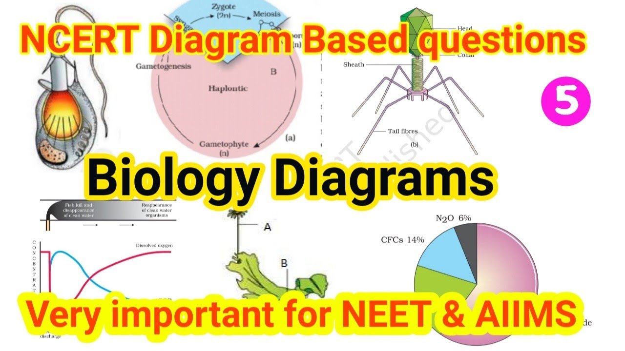 NCERT Biology Diagram Based Questions Part 5 Very Important For ncert-biology-diagram-based-questions-part-5-very-important-for