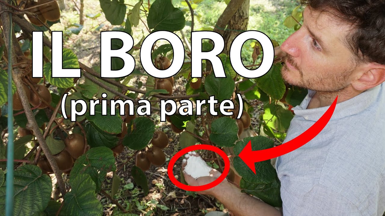 Il boro in agricoltura: CARENZE DI BORO, IL BORO NELLE PIANTE E NEL ...
