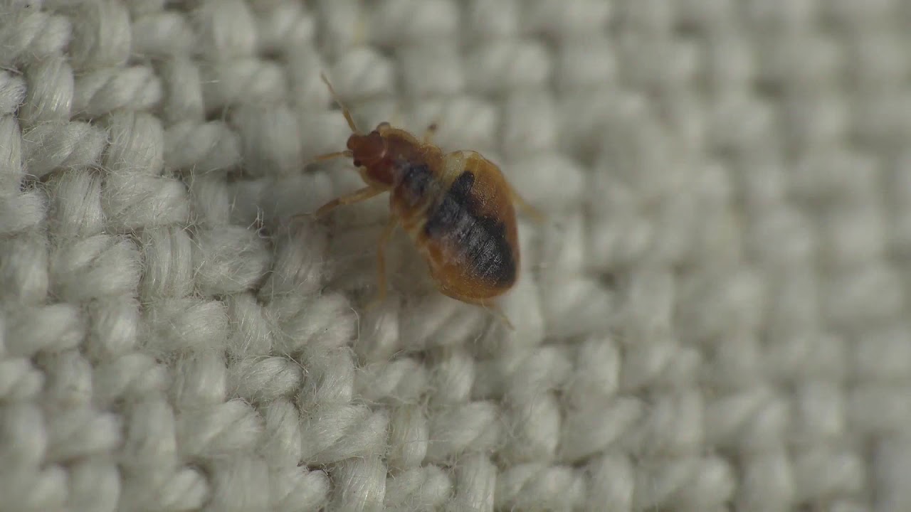 Bed bugs hd - YouTube