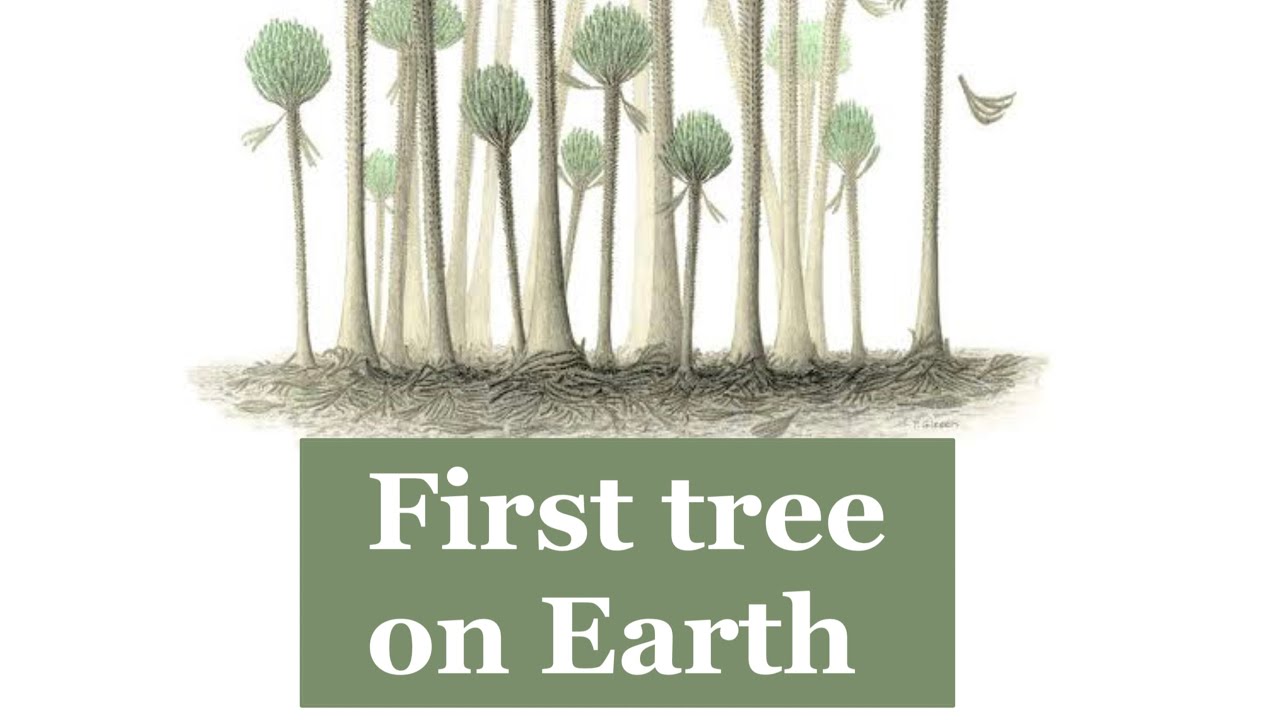 First tree on Planet Earth | Evolution of trees - YouTube
