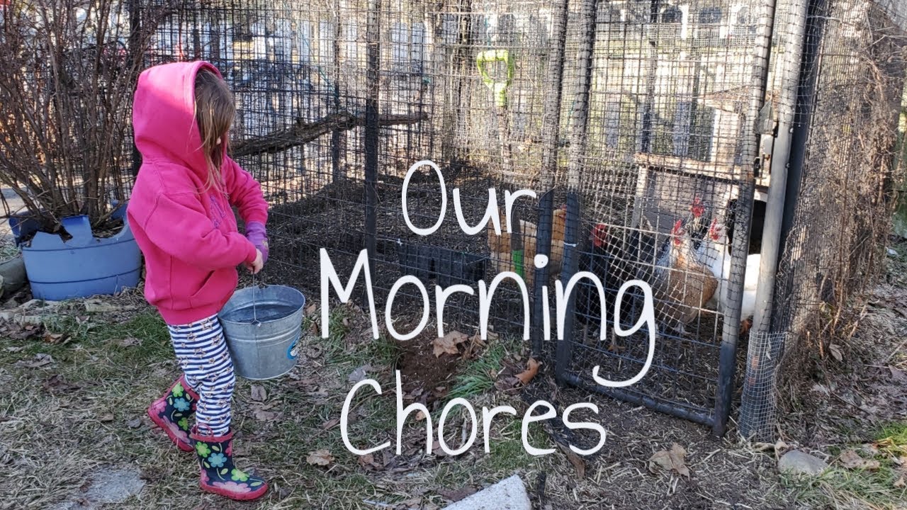 Urban Homestead Chicken Chores - YouTube