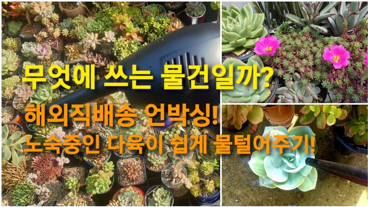 무엇에 쓰는 물건인고 노지다육이 키울때 꼭 필요한 물건 무선에어송풍기 해외직배송언박싱 다육이키우기 다육이물털어주기 옥상다육이 손쉬순물털기 물뿜뿜이 Youtube