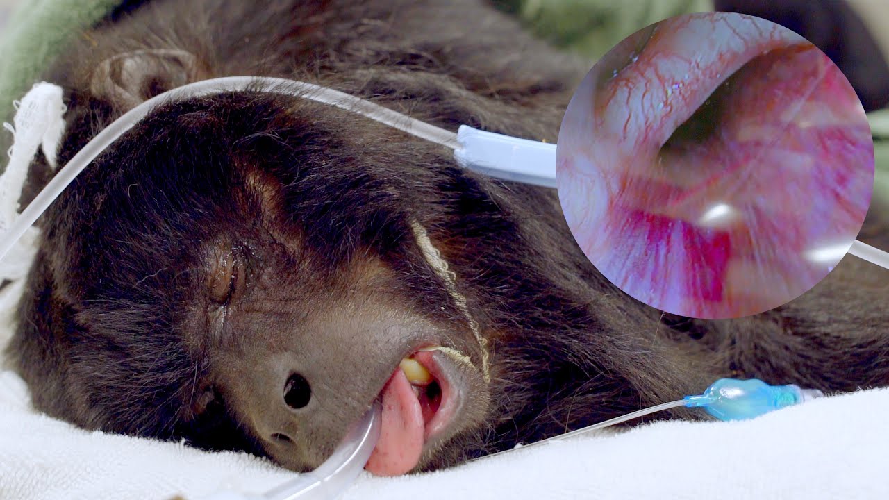 See inside a Howler monkey!! - YouTube